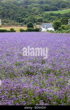 echium crop field near leedstown looking towards godolphin cornwall ...