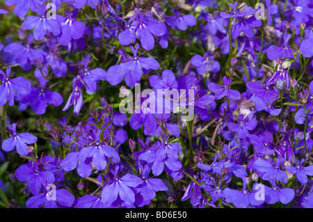 Blue Lobelia erinus Stock Photo - Alamy