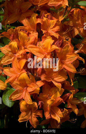Rhododendron Golden Eagle Stock Photo - Alamy