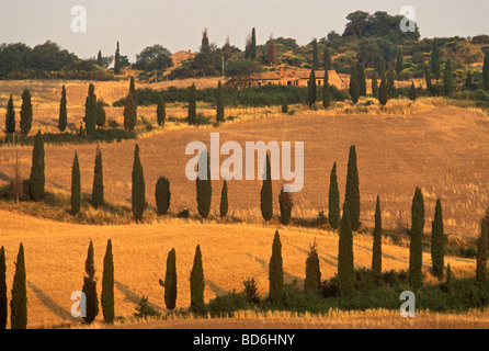 Poplar-lined switchback, road leading up to farmhouse near La Foce ...