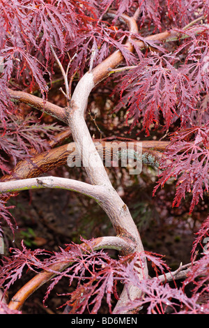 A close-up of a red Acer tree leaf in autumn with bokeh in the ...