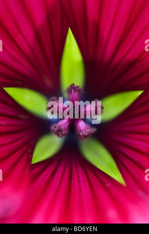 Malope trifida 'Vulcan' Stock Photo - Alamy