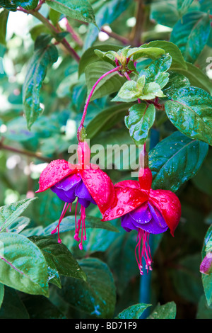 Fuchsia Dark Eyes Stock Photo - Alamy