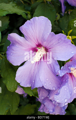 Blue Hibiscus, Hibiscus syriacus 'Blue Bird', Malvaceae, Asia. Aka Rose ...