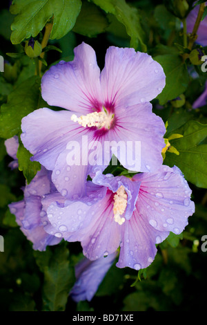 Blue Hibiscus, Hibiscus syriacus 'Blue Bird', Malvaceae, Asia. Aka Rose ...