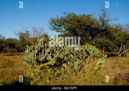 Cactus alien invader plant at Hluhluwe-Imfolozi Game Reseve, Kwazulu ...