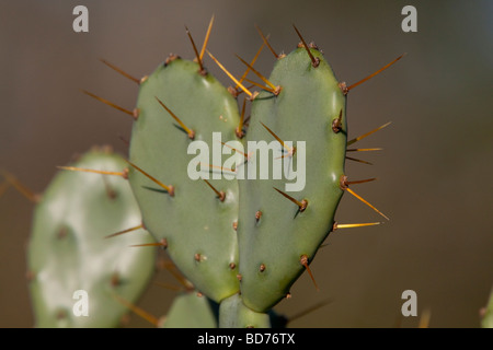 Cactus alien invader plant at Hluhluwe-Imfolozi Game Reseve, Kwazulu ...