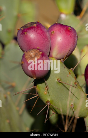 Cactus alien invader plant at Hluhluwe-Imfolozi Game Reseve, Kwazulu ...