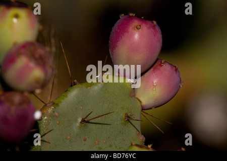 Cactus alien invader plant at Hluhluwe-Imfolozi Game Reseve, Kwazulu ...