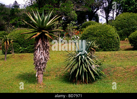 Plant life at National Botanic Gardens, Port Moresby, Papua New Guinea ...