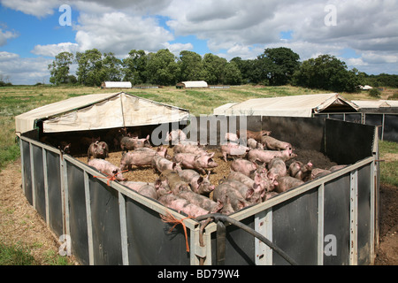 Finishing Pigs In Outdoor Pens Stock Photo - Alamy