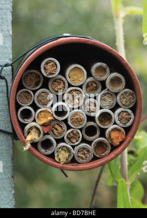 A mason bee tube filled with mud Stock Photo - Alamy