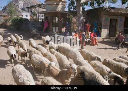 Narlai Village, Foot of 350 Ft Granite Rock, Herd of Sheep Passing ...