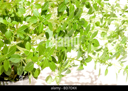 Close-up of Fino Verde Basil plant Stock Photo - Alamy