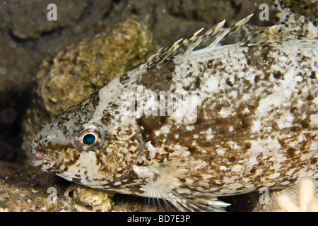 Dusky spinefoot (Siganus Luridus Stock Photo - Alamy