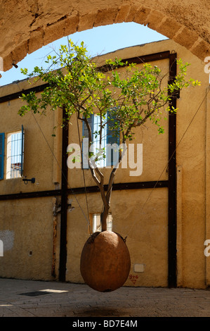Old Jaffa, orange tree suspended on ropes Stock Photo - Alamy