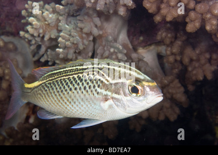 Arabian Monocle Bream (Scolopsis ghanam Stock Photo - Alamy