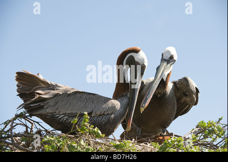 Male and Female Brown Pelicans Stock Photo - Alamy