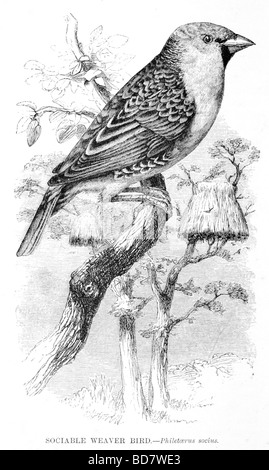 Weaver birds, 19th century illustration Stock Photo - Alamy