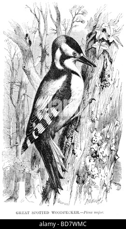 Picus major great spotted woodpecker Stock Photo - Alamy