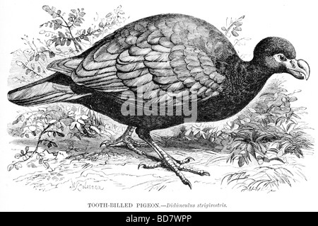 Didunculus strigirostris tooth billed pigeon Stock Photo - Alamy