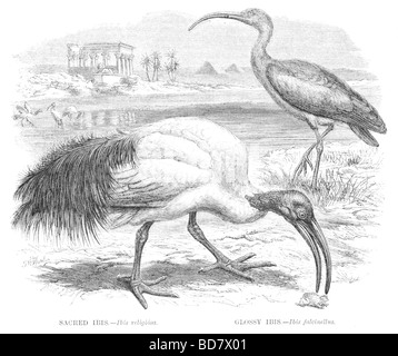 Threskiornis aethiopicus, sacred ibis skeleton Stock Photo - Alamy