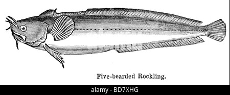 Fivebeard rockling, Ciliata mustela (Five-bearded cod fish, Gadus ...