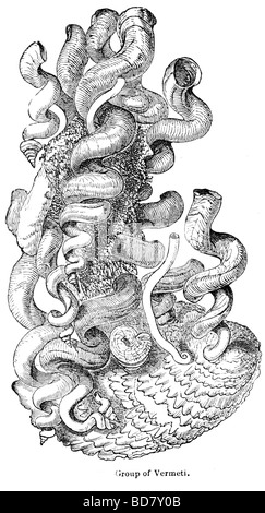 Group of Vermeti Stock Photo - Alamy