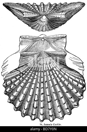 St. James Cockle Stock Photo - Alamy