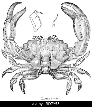 Xantho crabs, 19th century illustration Stock Photo - Alamy