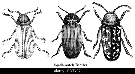 Death watch beetle, Xestobium rufovillosum Stock Photo - Alamy