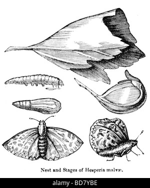 Antique engraved illustration of the true bug. Vintage illustration of ...