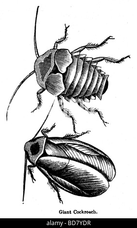 Antique engraved illustration of the cockroach. Vintage illustration of ...