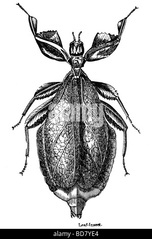 Phylliidae/Phyllidae. Leaf insects or walking leaves 1833 old antique ...