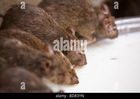 Rats drinking milk from a bowl at the Karni Mata Temple, Rat Temple ...