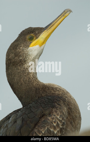 Common shag (Phalacrocorax aristotelis), portrait, plumage, erect ...