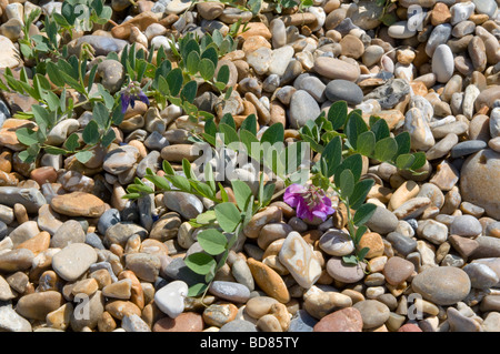 Sea pea or Beach pea, in flower in coastal habitat. A circumboreal ...