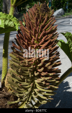 Seeds of Giant rhubarb plant Gunnera manicata in Bantry House Stock ...