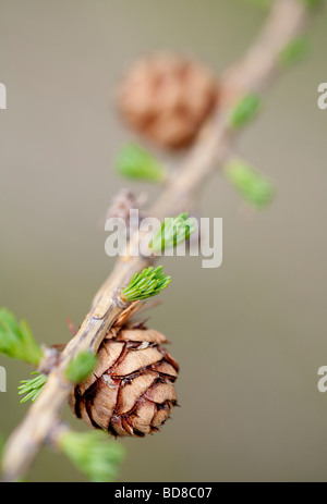 bud, larch cones, buds, conifer cone Stock Photo - Alamy