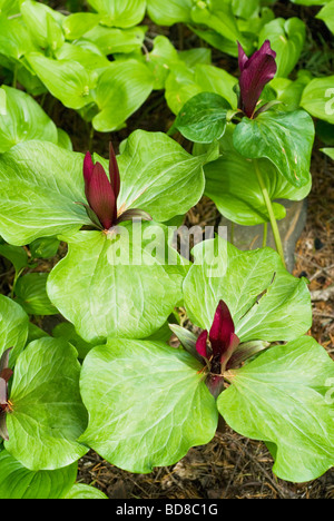 Wild Oregon Trillium Stock Photo - Alamy