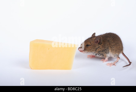A mouse smelling cheese Stock Photo - Alamy