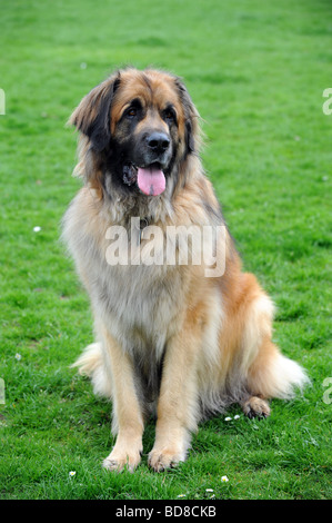 A large Leonberger dog Stock Photo - Alamy