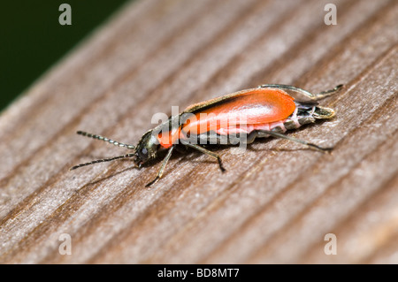 Soft-winged Flower Beetle - Anthocomus equestris on the bark Stock ...