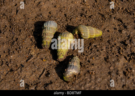 Mangrove tree with mangrove snails. Umlalazi Nature Reserve, Kwazulu ...