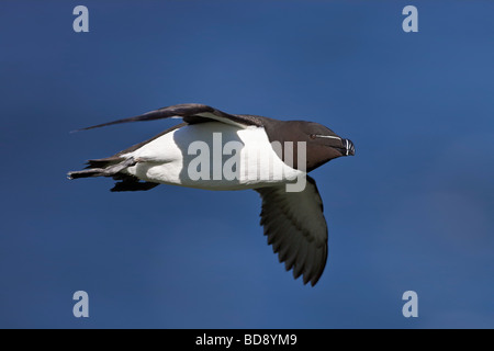 Razorbill (Alca torda) seabird flying in flight over the blue ocean ...