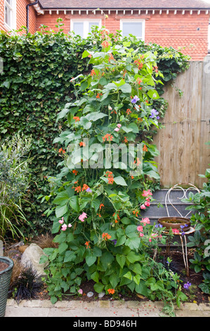 Runner Beans growing in a garden Stock Photo - Alamy