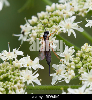 Ichneumon Wasp (Lissonota sp) On Wild flower, France Stock Photo - Alamy