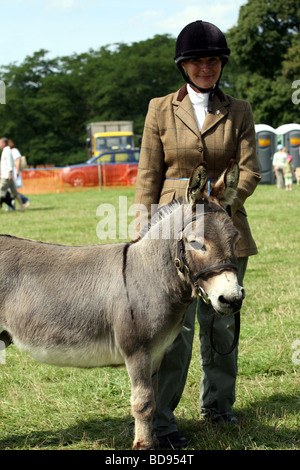 Donkeys at the Ellingham country show Stock Photo - Alamy