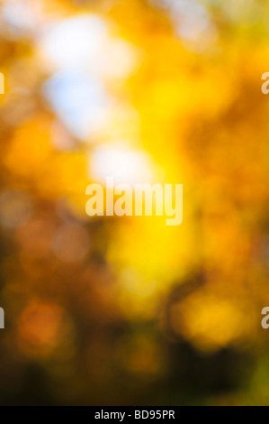 autumn trees out of focus, natural bokeh background Stock Photo - Alamy