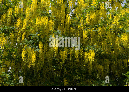 Yellow flowering Laburnum tree London Stock Photo - Alamy